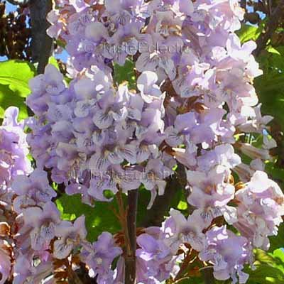 Paulownia tomentosa 35 seeds SAPPHIRE DRAGON Foxglove PRINCESS Empress ...