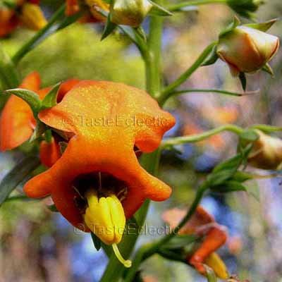 Alonsoa incisifolia 25 seeds CUT LEAF Mask Flower CHILE ENDANGERED Easy ...