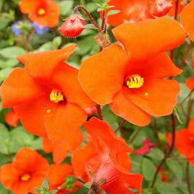 Alonsoa meridionalis RED SCARLET 40 seeds Mask Flower MOJO JOJO Cute ...