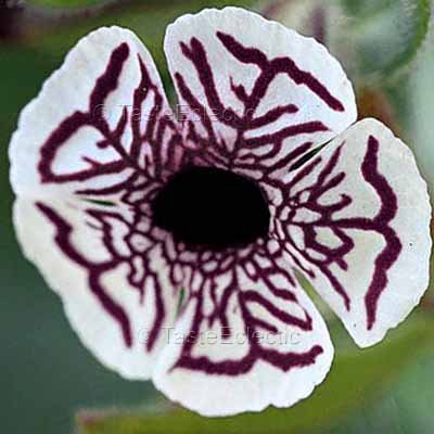 Mimulus pictus 40 seeds INTRICATE CALICO MONKEY FLOWER Rare CA Native SALE
