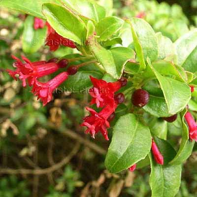 Fuchsia microphylla ssp microphylla 20 seeds MINI RED ENCLIANDRA RARE ...