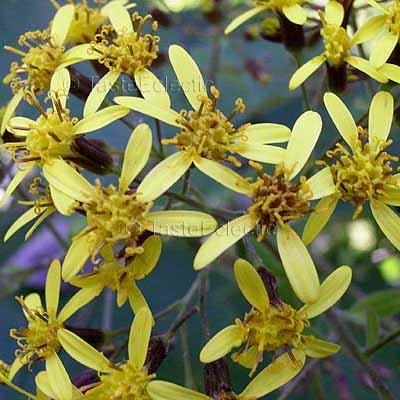 Senecio Roldana petasitis 15 seeds Yellow Daisy VELVET GROUNDSEL Hard ...