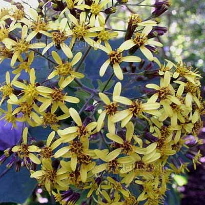Senecio Roldana petasitis 15 seeds Yellow Daisy VELVET GROUNDSEL Hard ...