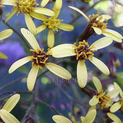 Senecio Roldana petasitis 15 seeds Yellow Daisy VELVET GROUNDSEL Hard ...
