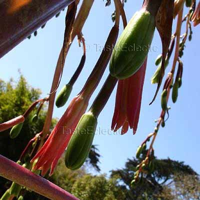 Beschorneria albiflora 10 seeds RARE MEXICAN TRUNKING AGAVE LILY Easy ...