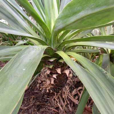 Beschorneria albiflora 10 seeds RARE MEXICAN TRUNKING AGAVE LILY Easy ...