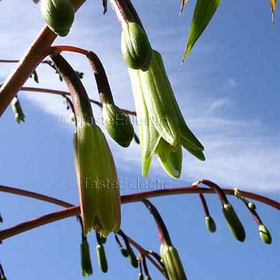 Beschorneria albiflora 10 seeds RARE MEXICAN TRUNKING AGAVE LILY Easy ...