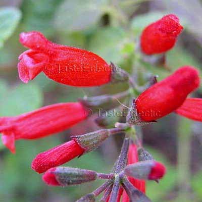 Salvia holwayi 10 seeds RARE GUATEMALAN Cardinal Red SAGE Shade SALE