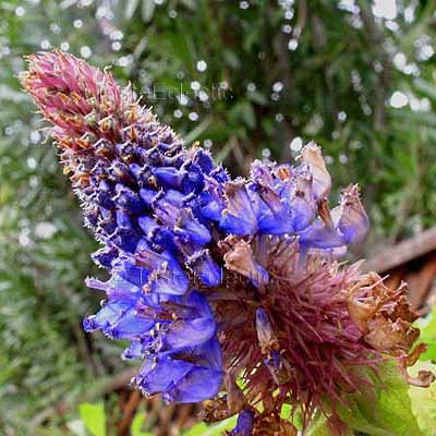 Pycnostachys urticifolia 12 seeds HEDGEHODE SAGE Blue Witches Hat V ...