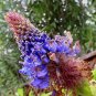 Pycnostachys urticifolia 12 seeds HEDGEHODE SAGE Blue Witches Hat V ...