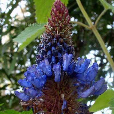Pycnostachys urticifolia 12 seeds HEDGEHODE SAGE Blue Witches Hat V ...