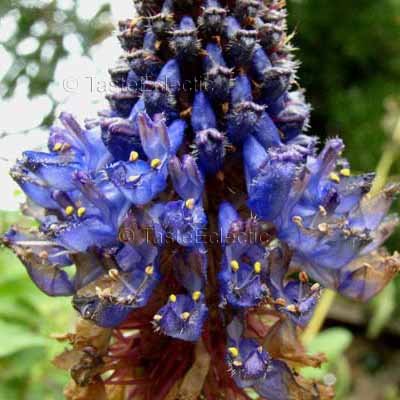 Pycnostachys urticifolia 12 seeds HEDGEHODE SAGE Blue Witches Hat V ...