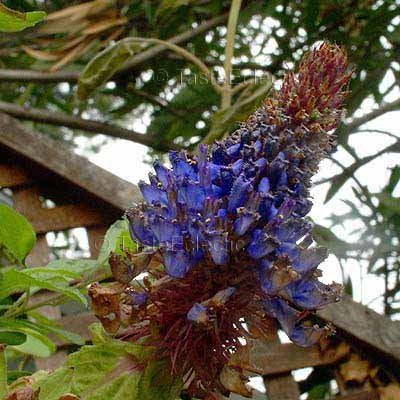 Pycnostachys urticifolia 12 seeds HEDGEHODE SAGE Blue Witches Hat V ...