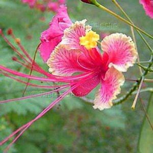 Peacock Flower Tree