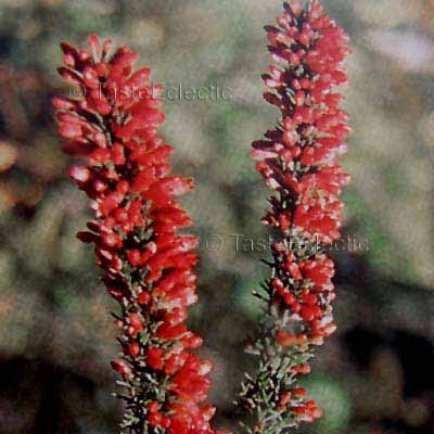 Colletia hystrix 'Rosea' 10 seeds SPIKY SUCCULENT RARE Unusual LEAF ...