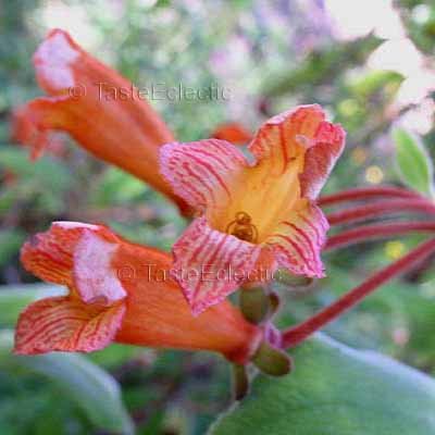 Moussonia deppeana/elegans 20 seeds CLOUD FOREST GESNERIAD Hummingbirds ...