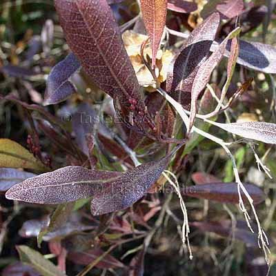 Dodonaea viscosa 'Purpurea' 20 seeds PURPLE HOPSEED TREE Varnish Leaf ...