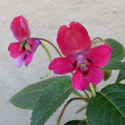 Impatiens meruensis 6 seeds V RARE Cherry Pink AFRICAN