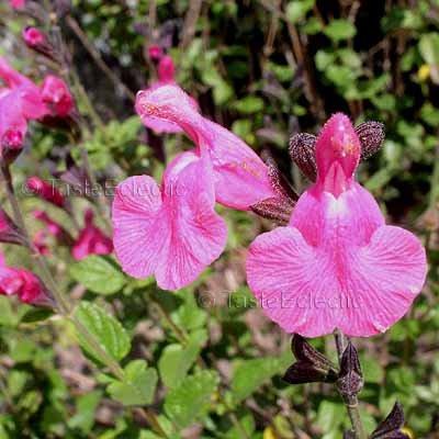 Salvia microphylla 'Berkeley Barb' 10 seeds PINK DARK CALYX BABY ...