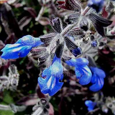 Salvia sinaloensis 10 seeds BICOLOR SAPPHIRE BLUE SAGE Shade Z7