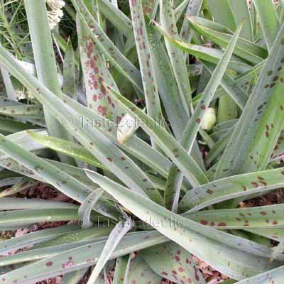 Manfreda sp 'Jalisco' 10 seeds TERRIFIC SPOTTED LEOPARD Agave Lily EASY ...