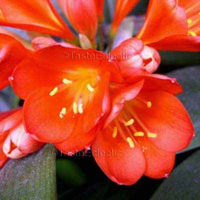 Clivia minata Red 2 seeds EASY SHADE HOUSEPLANT Fresh RARE COLOR