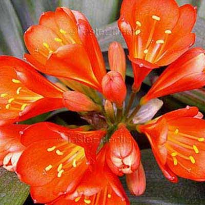 Clivia minata Red 2 seeds EASY SHADE HOUSEPLANT Fresh RARE COLOR