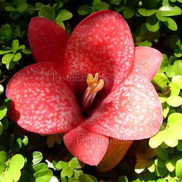 National Flower Of Chile Photos | Best Flower Site