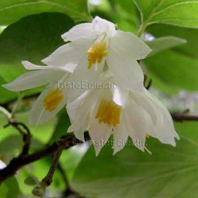 Styrax platanifolius ssp mollis 9 seeds SYCAMORE LEAF SNOWBELL TREE ...