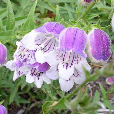 Penstemon campanulatus 25 seeds DWARF BELLFLOWER BEARDTONGUE Pretty ...