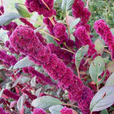 Amaranthus cruentus 'Tower Red' 100+ seeds, UNIQUE COLUMNAR Fascinating ...