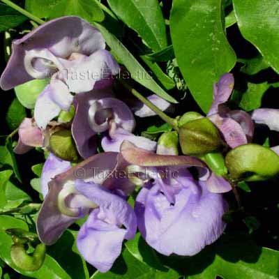 Sigmoidotropis/Vigna/Phaseolus speciosa 10 seeds PURPLE GIANT SNAIL ...