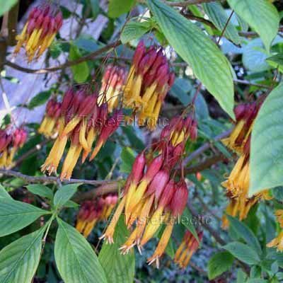 Deppea splendens 35 seeds ALMOST EXTINCT Coffee Kin AWESOME DANGLING ...