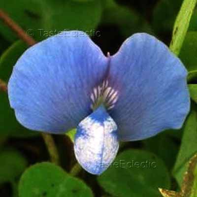 Parochetus communis 10 seeds V RARE EASY GROW BLUE HIMALAYAN OXALIS