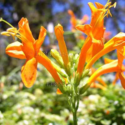 Tecoma Tecomaria capensis 'Aurea' 20 seeds GOLDEN ORANGE CAPE ...