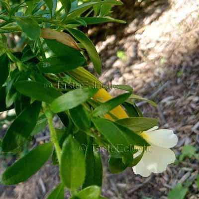 Cantua buxifolia 'Golden Inca' 5 seeds YELLOW-WHITE MAGIC SACRED ...