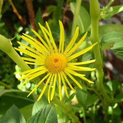 Inula helenium 35 seeds ELECAMPANE Daisy HERB Absinthe EASY Sunflower ...