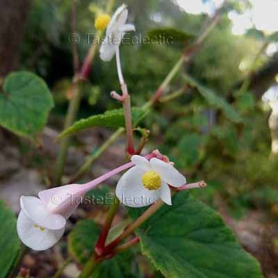 Begonia grandis 'Alba' 35 seeds WHITE HARDY BEGONIA Shade LOVELY Z6