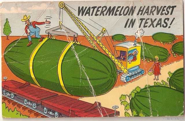 Watermelon Harvest in Texas Postcard