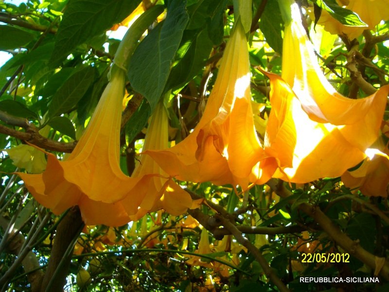 2 brugmansia HUGE yellow angel trumpets cuttings