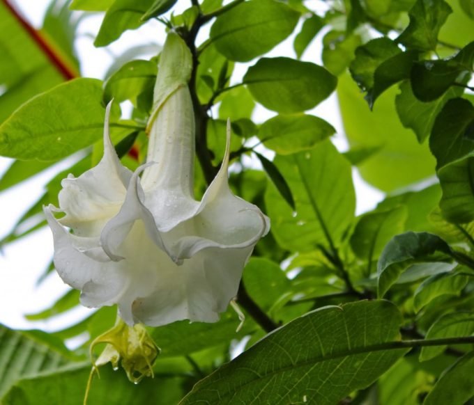 2 brugmansia HUGE WHITE angel trumpets cuttings