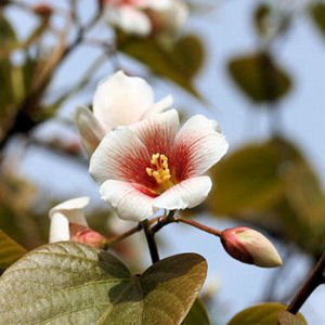 TUNG OIL TREE ALEURITES FORDII china wood tree 2 seeds
