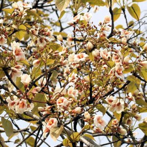 TUNG OIL TREE ALEURITES FORDII china wood tree 2 seeds