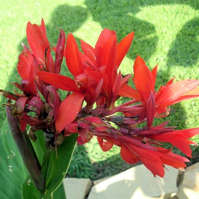 Canna seed mix, many colors and differernt sizes 20 seeds