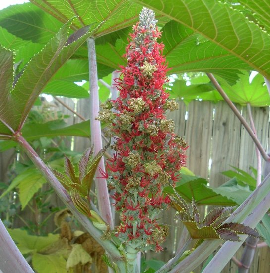CASTOR BEAN red Sanguinea MOLE REPELLENT 10 seeds