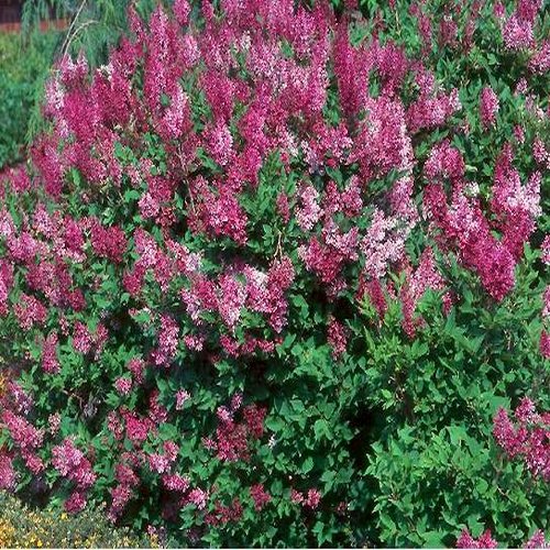 MANCHURIAN LILAC syringa patula 50 seeds