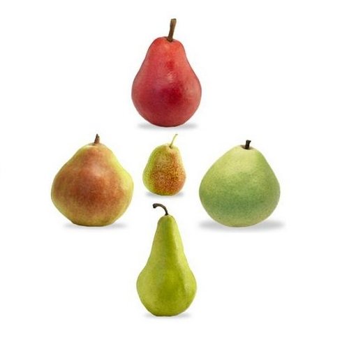 Mixed PEARS 5 varieties Pyrus 50 seeds