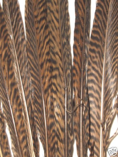 Golden Pheasant Barred Tail Feathers 10-12" Pkt of 100