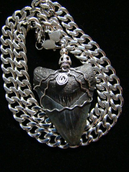 MEGALODON 2 1/4+" FOSSIL SHARK TOOTH - STAINLESS STEEL CUBAN STYLE ...