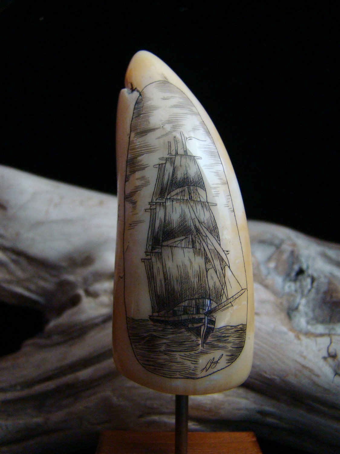 Fossil Killer Whale / Orca Tooth - Antique Scrimshaw Sailing Ship ...